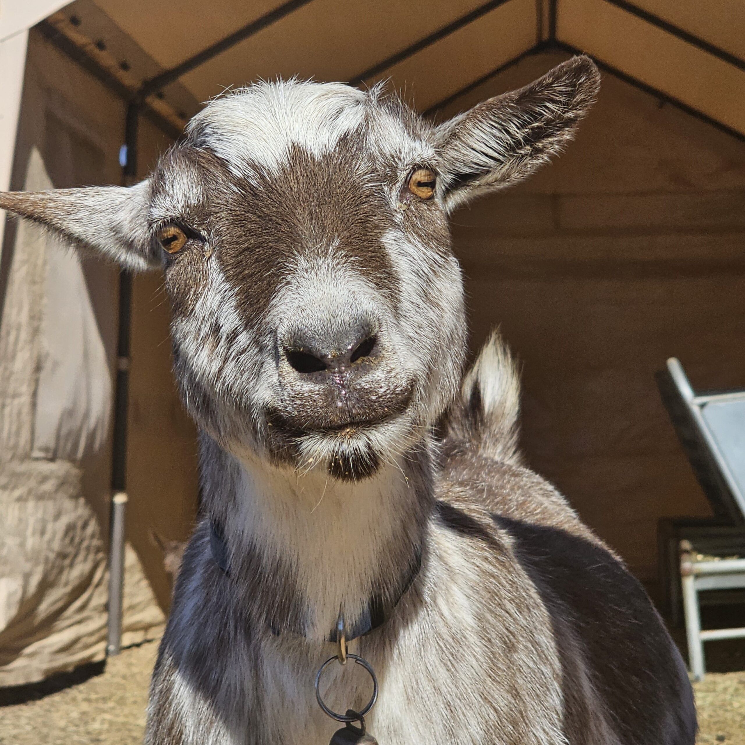 Official Party Goats of Bakersfield