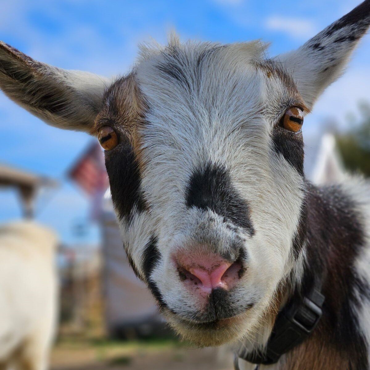 Official Party Goats of Bakersfield
