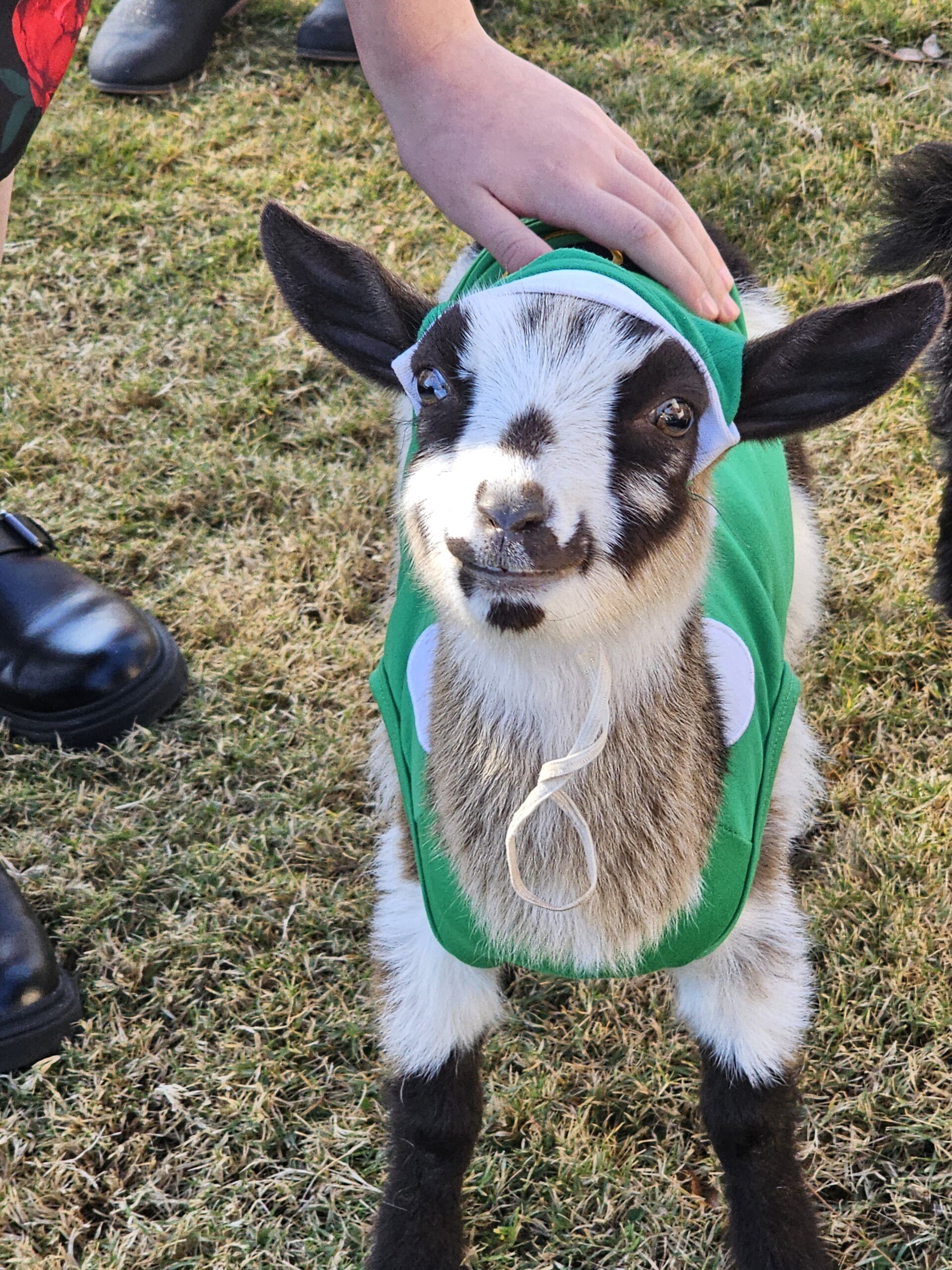Home - Golden Meadow Goats