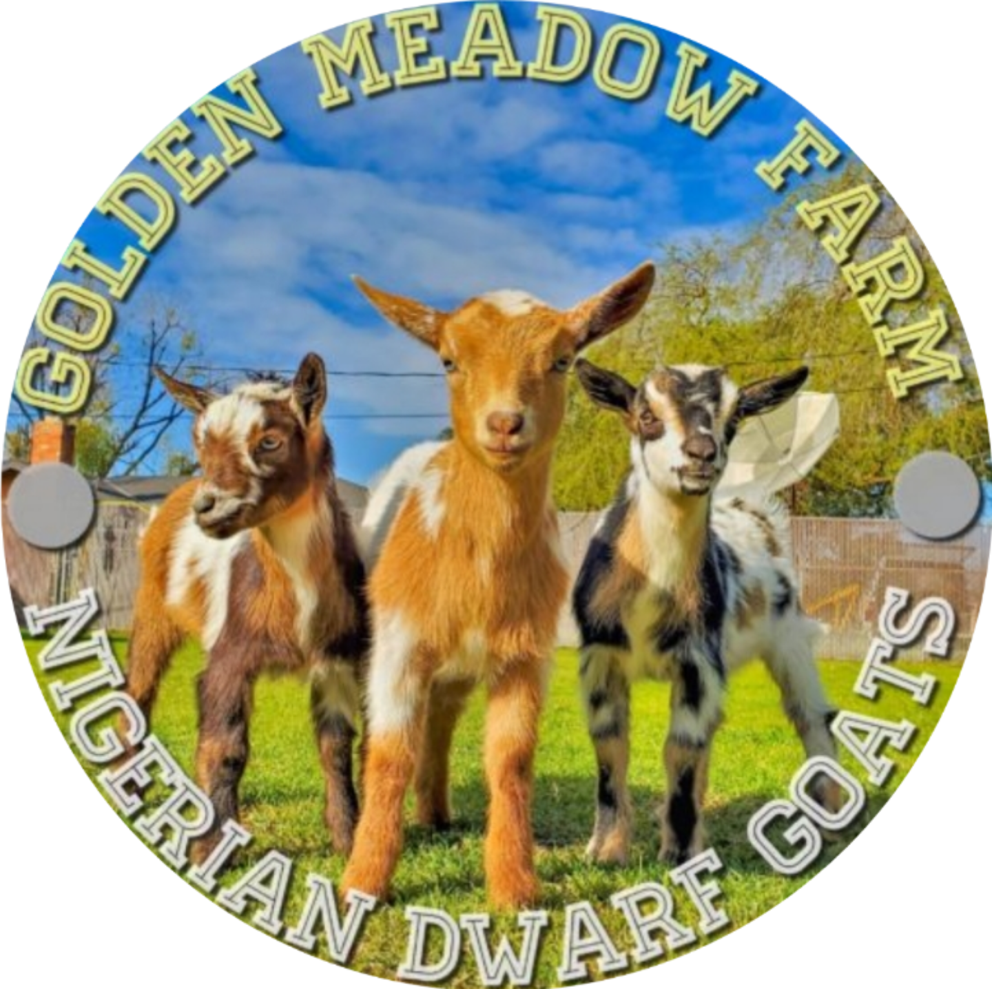 Golden Meadow Goats – Official Party Goats of Bakersfield