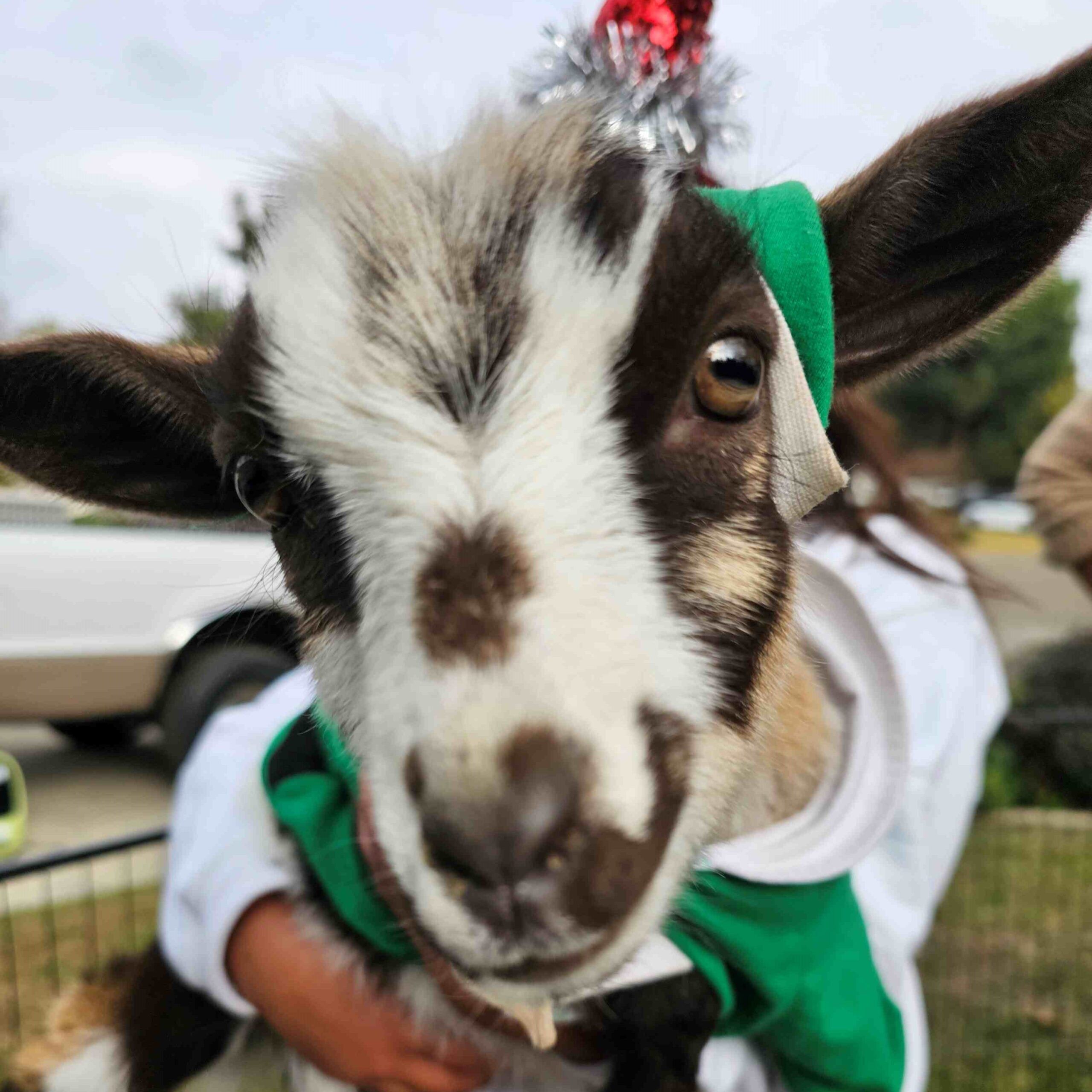 Official Party Goats of Bakersfield